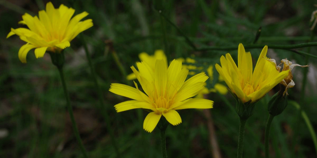 Growing native plants at home | Blog | Bank Australia