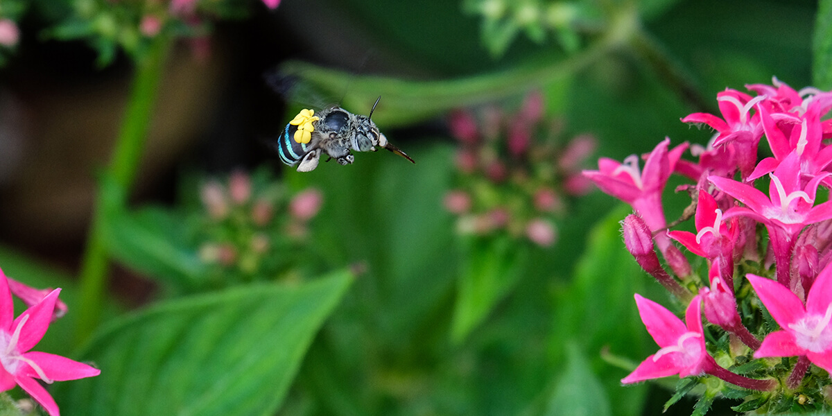 Spotlight on the Blue-banded Bee | Blog | Bank Australia
