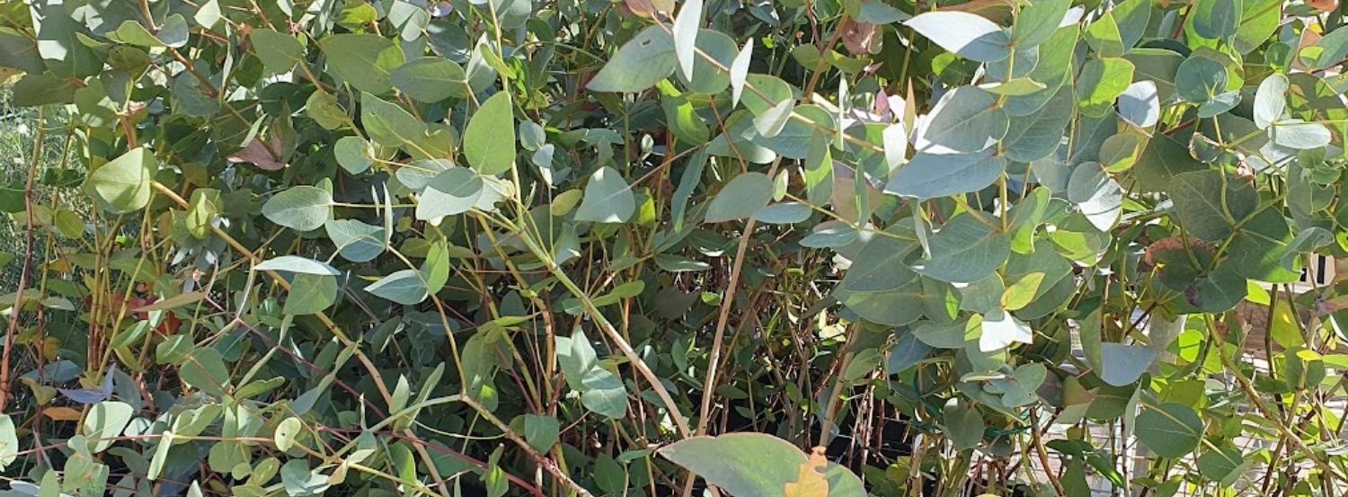 Why a spring clean in winter is great for your garden