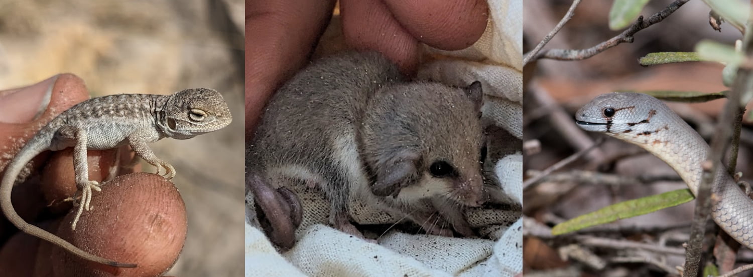 Big Spring Monitoring: Animals of the conservation reserve