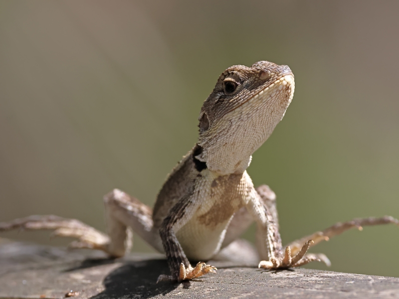 7 Animals Who Make Our Conservation Reserve So Unique