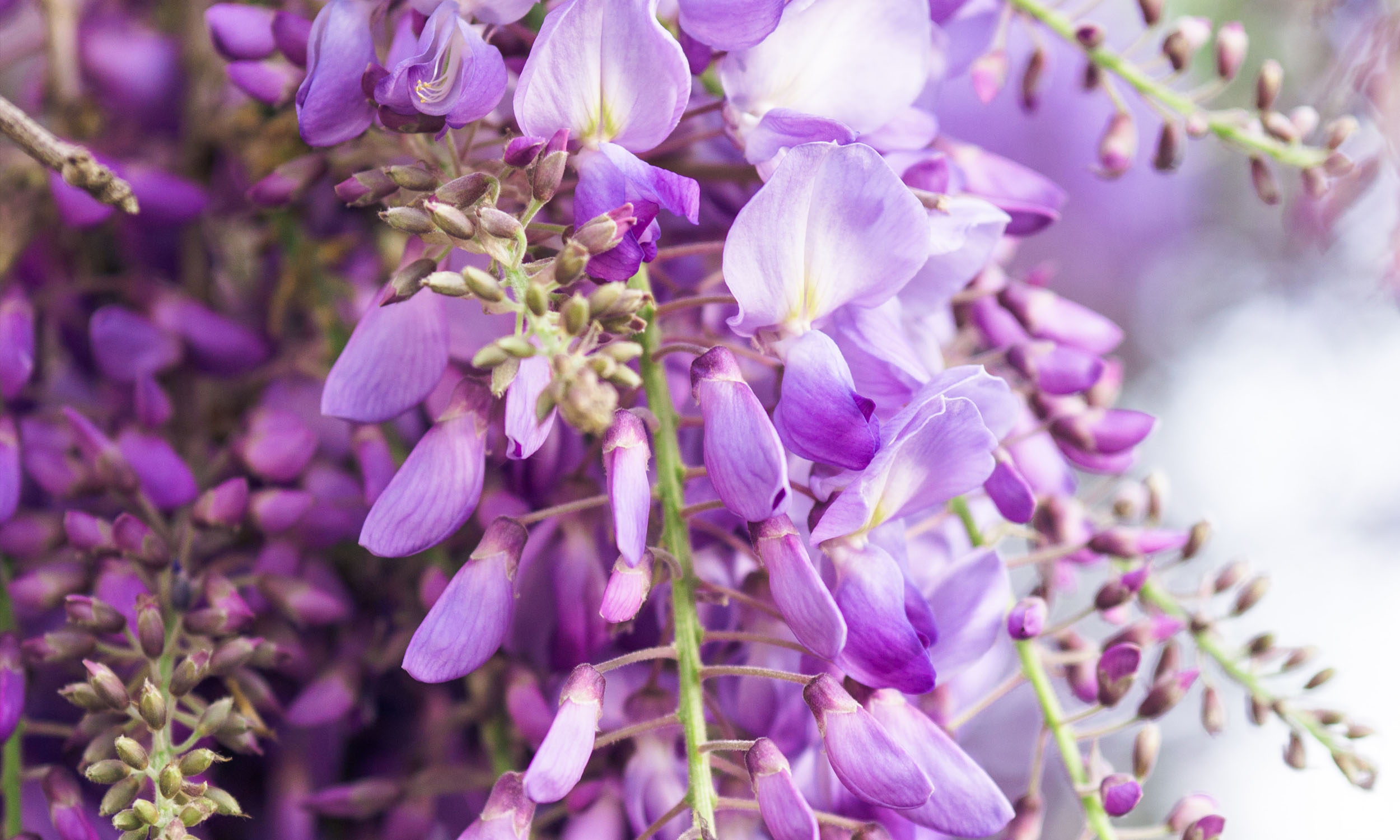 George Beckett Nurseries