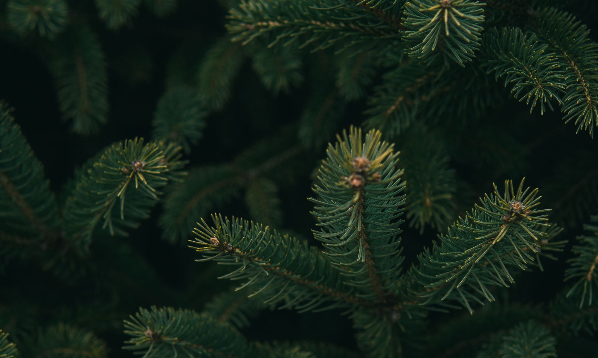 George Beckett Nurseries