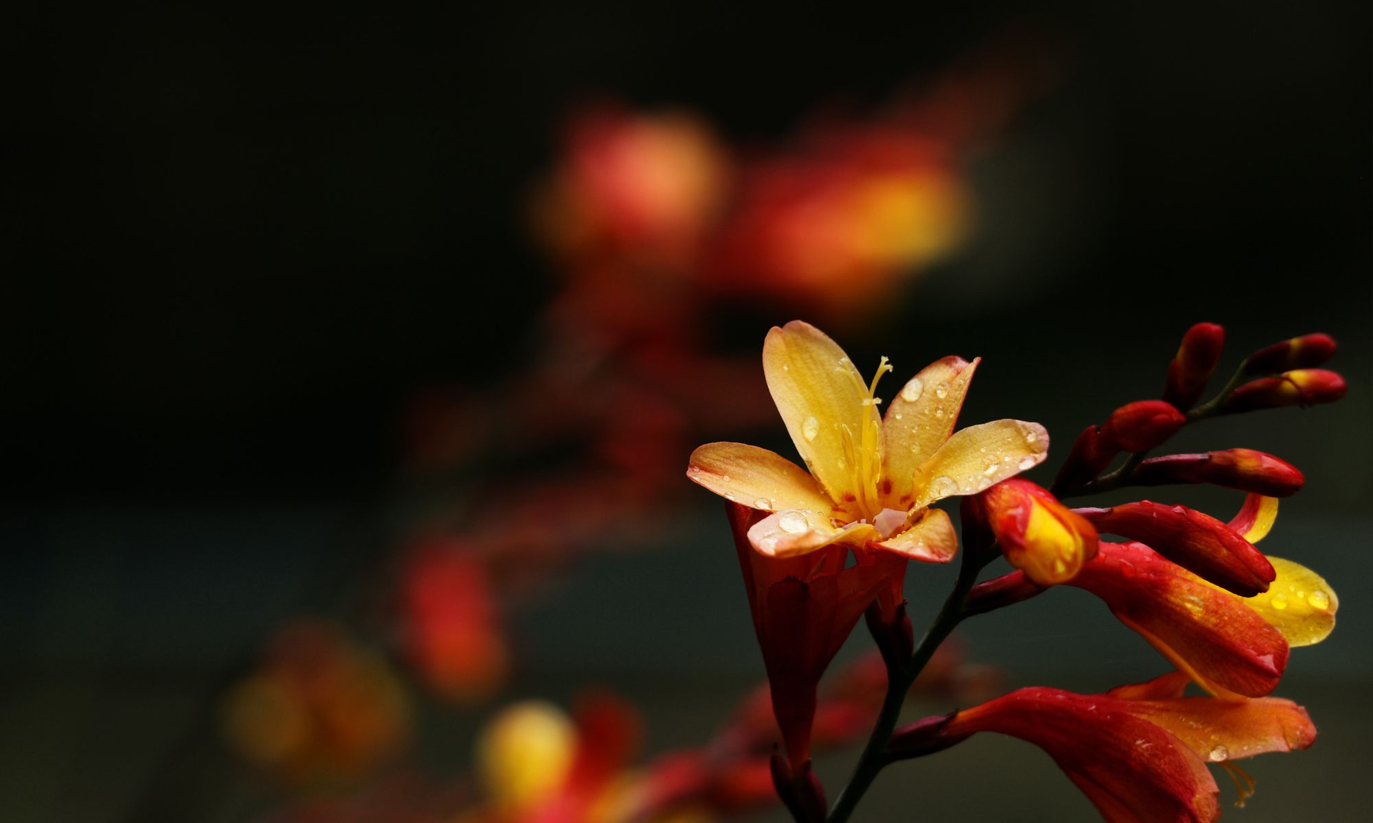 George Beckett Nurseries