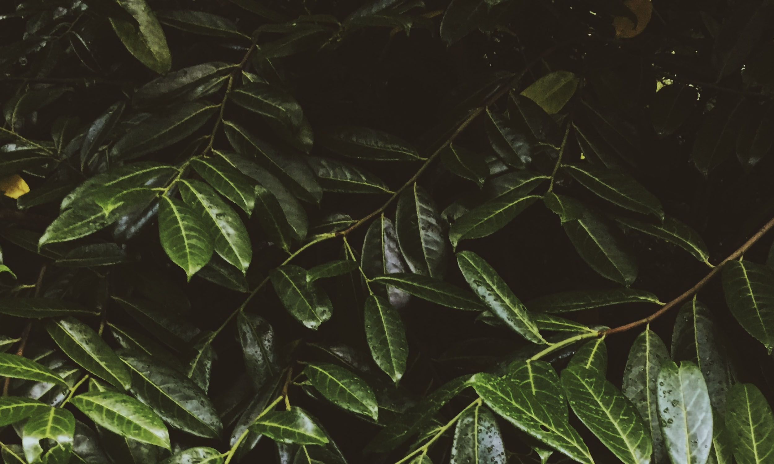 George Beckett Nurseries