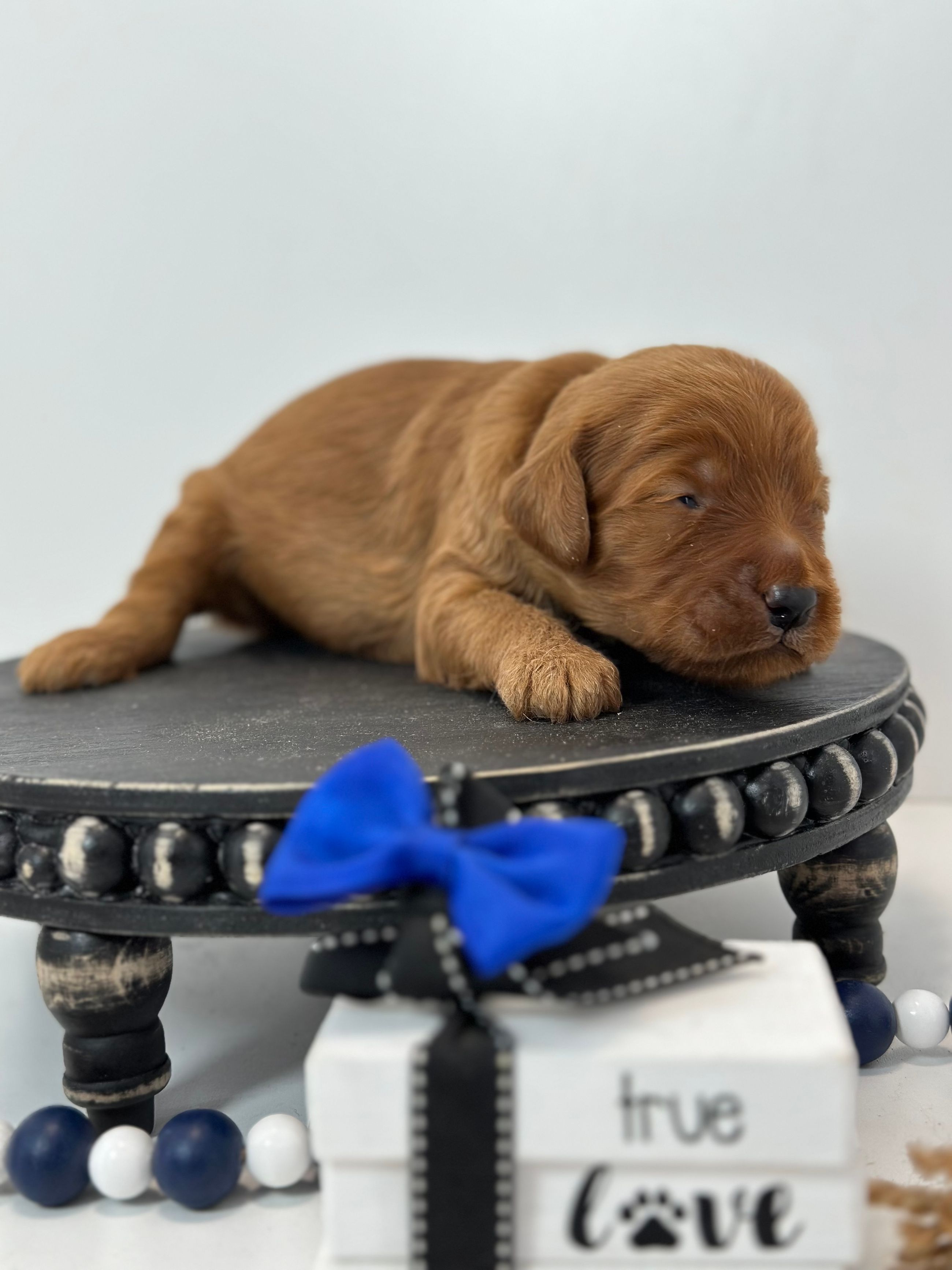 Available male dogs