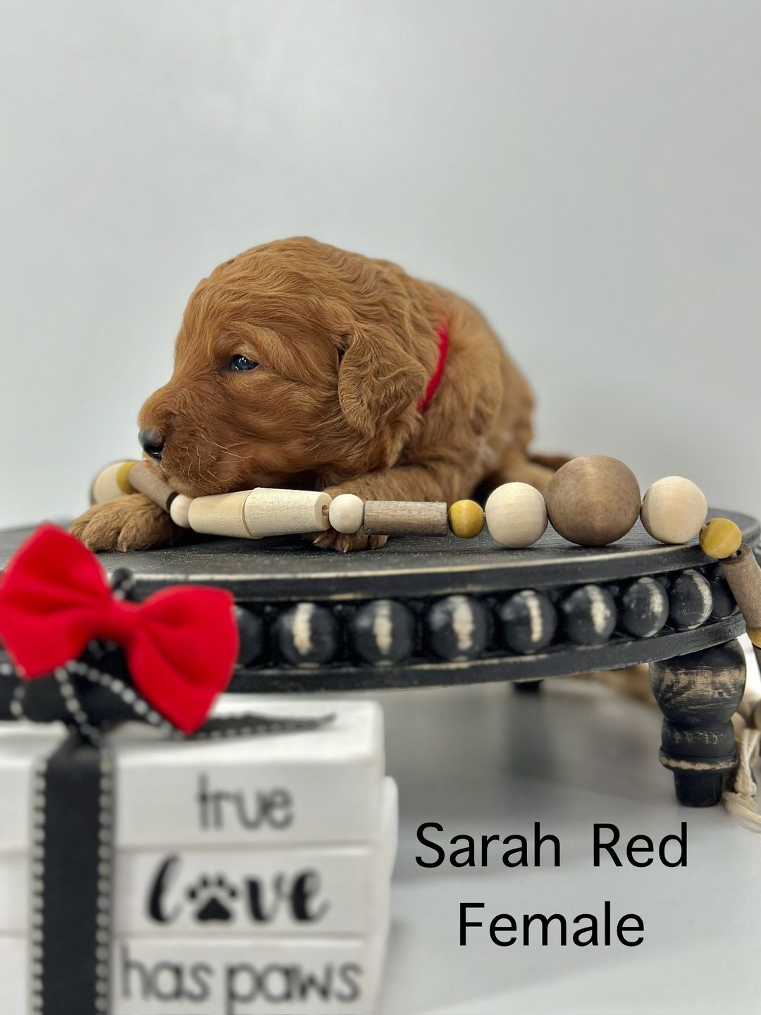 Available female dogs