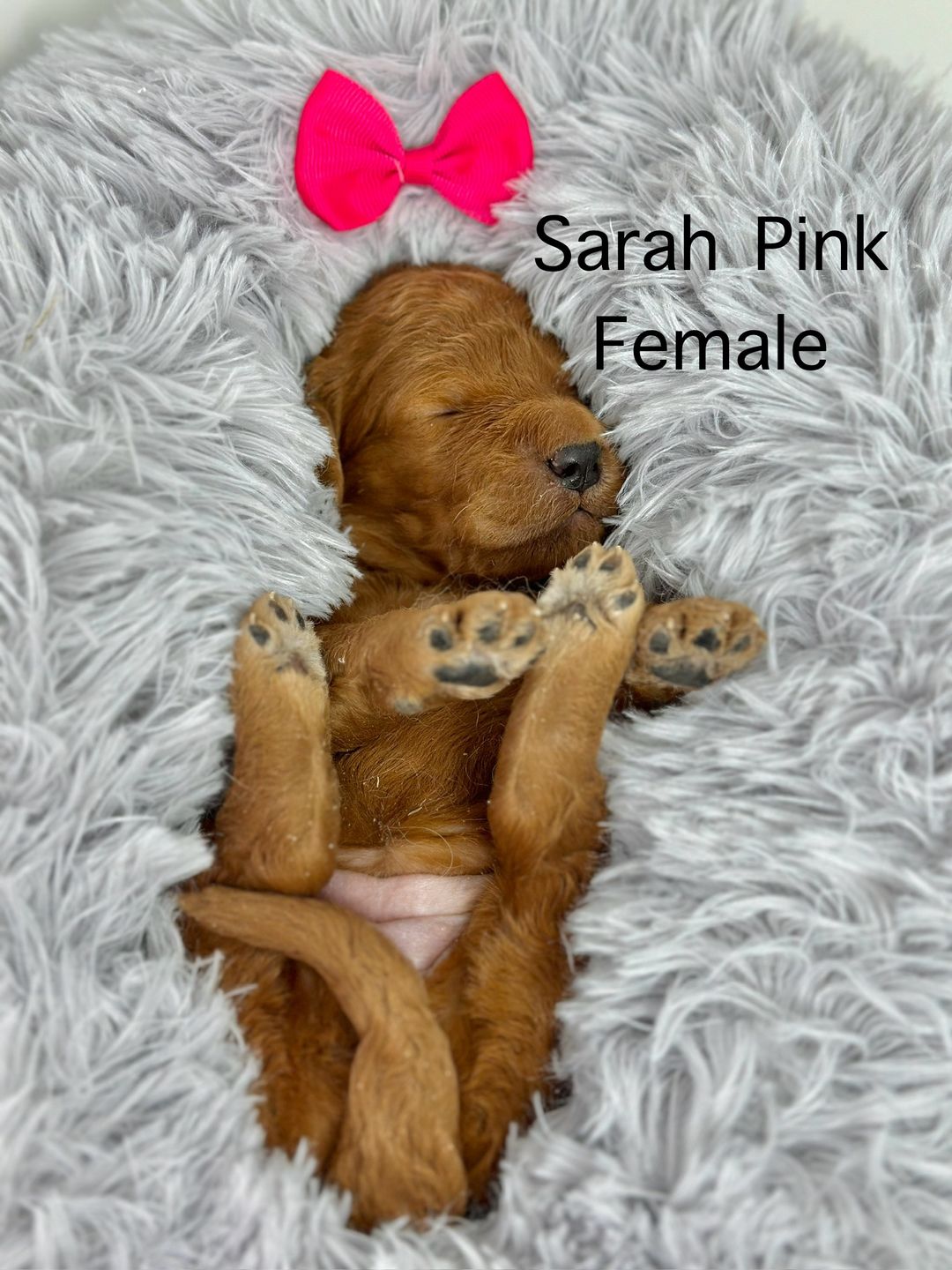 Available female dogs