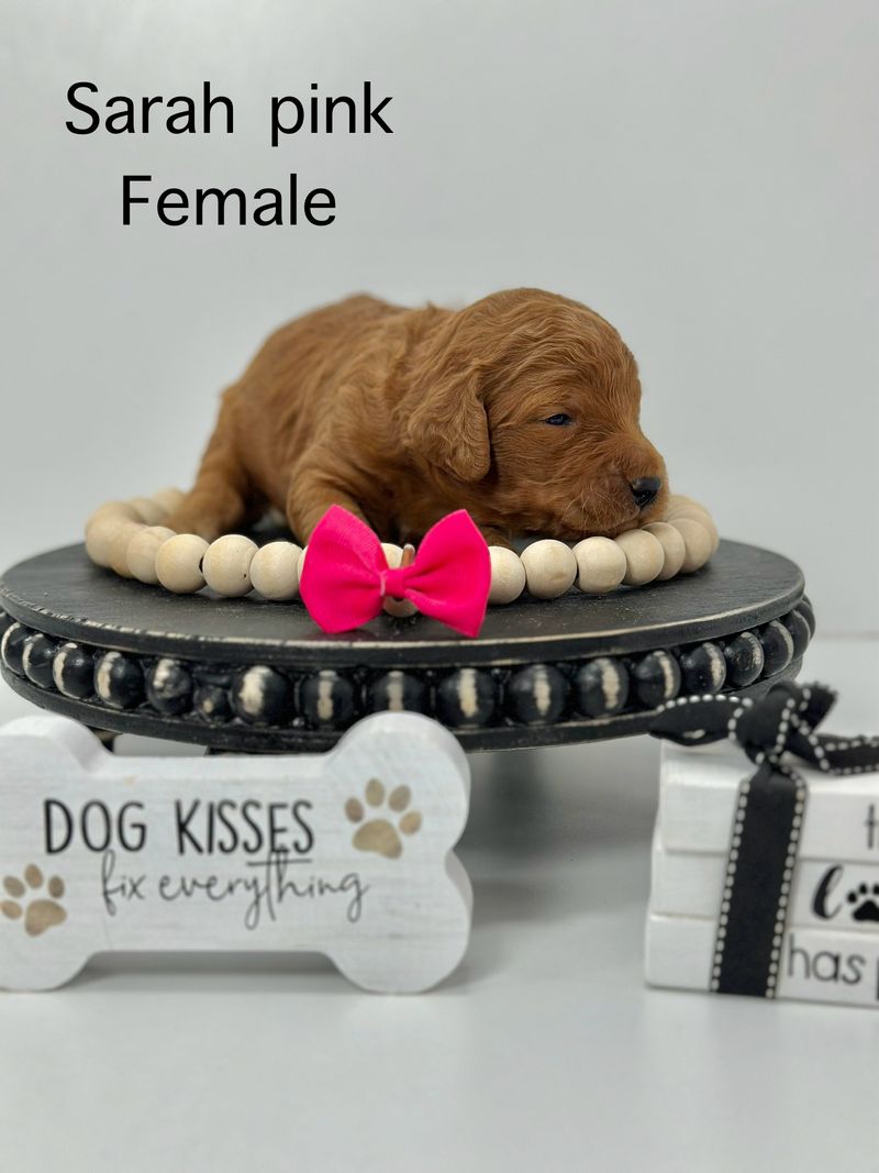 Available female dogs