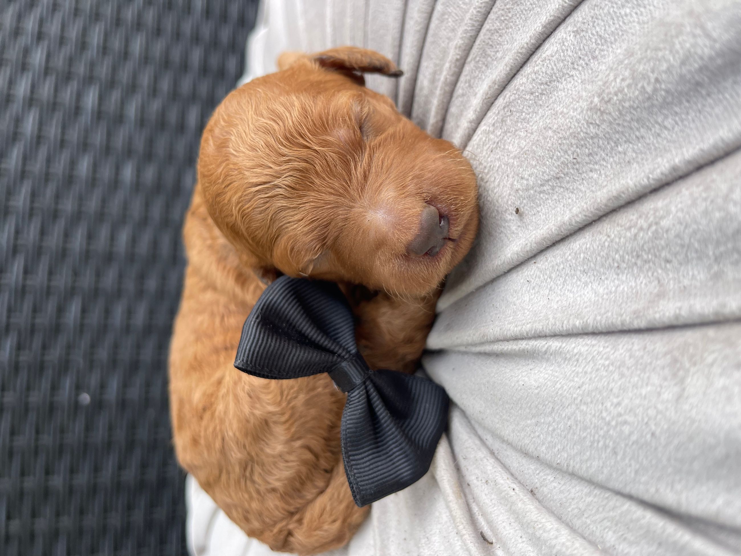 Available male dogs