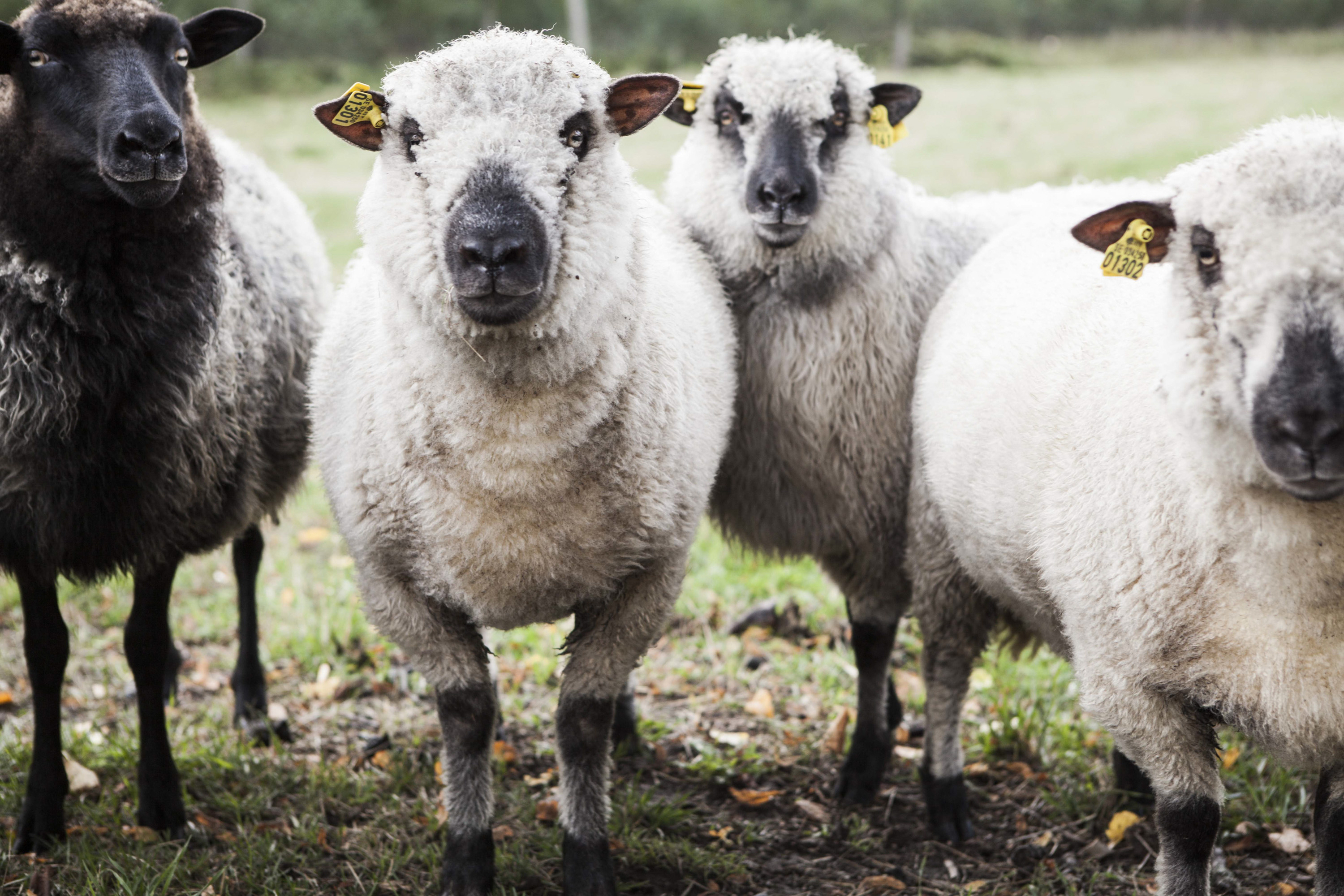 Activities for the whole family | Animals and nature | Siggesta Gård ...