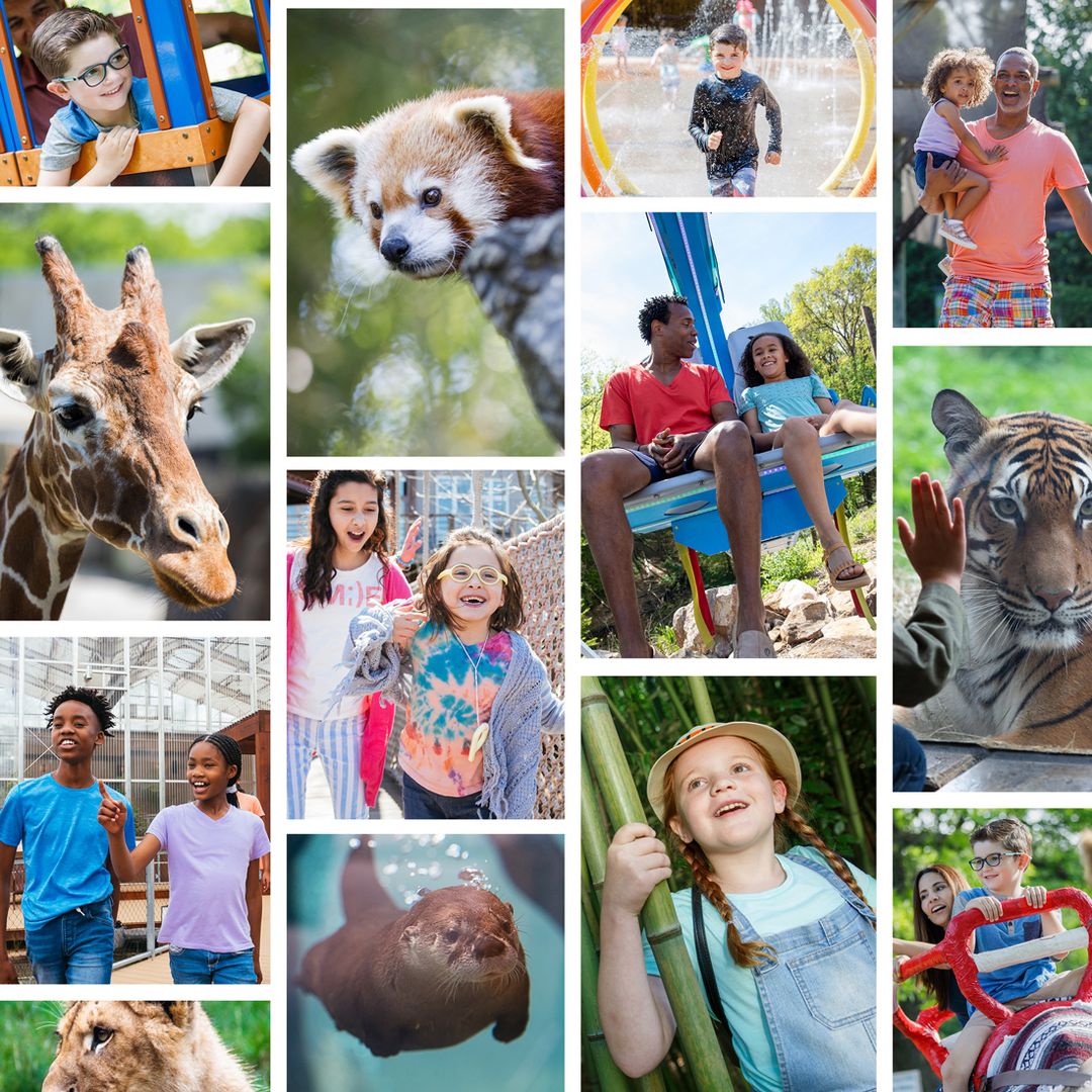 Zoo Knoxville | 75 Years of Conservation