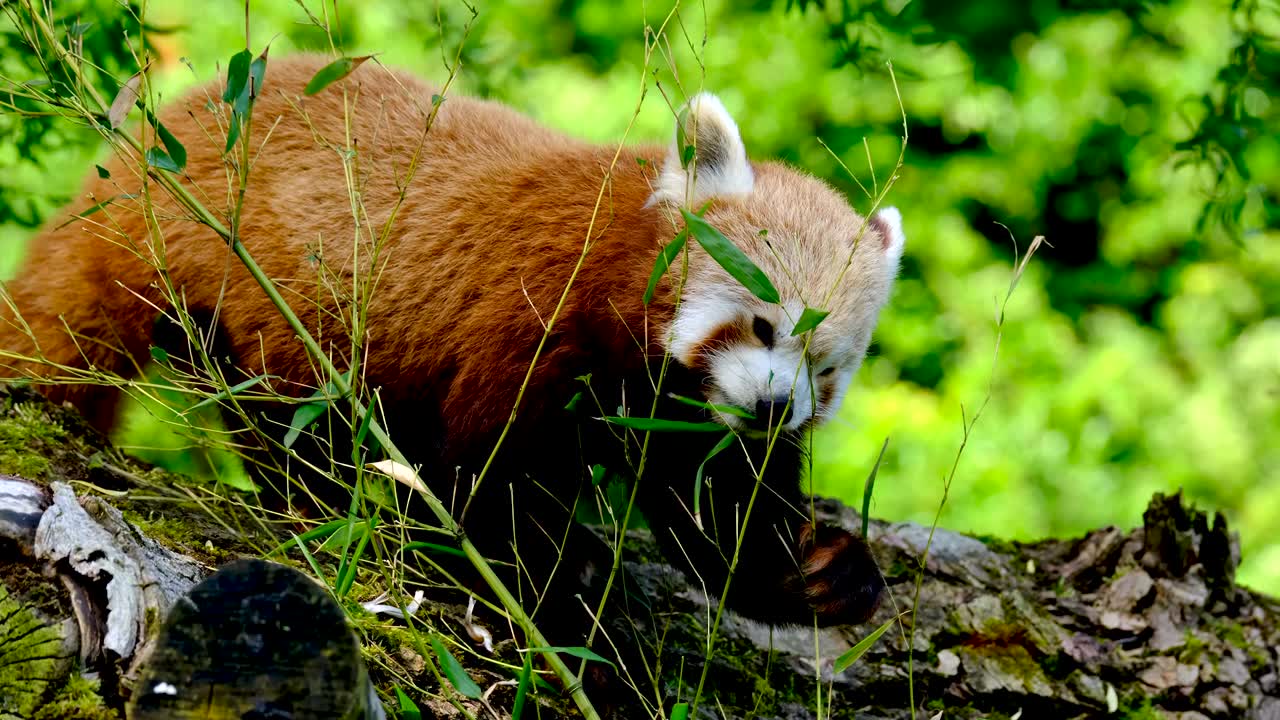 Zoo Knoxville | 75 Years of Conservation