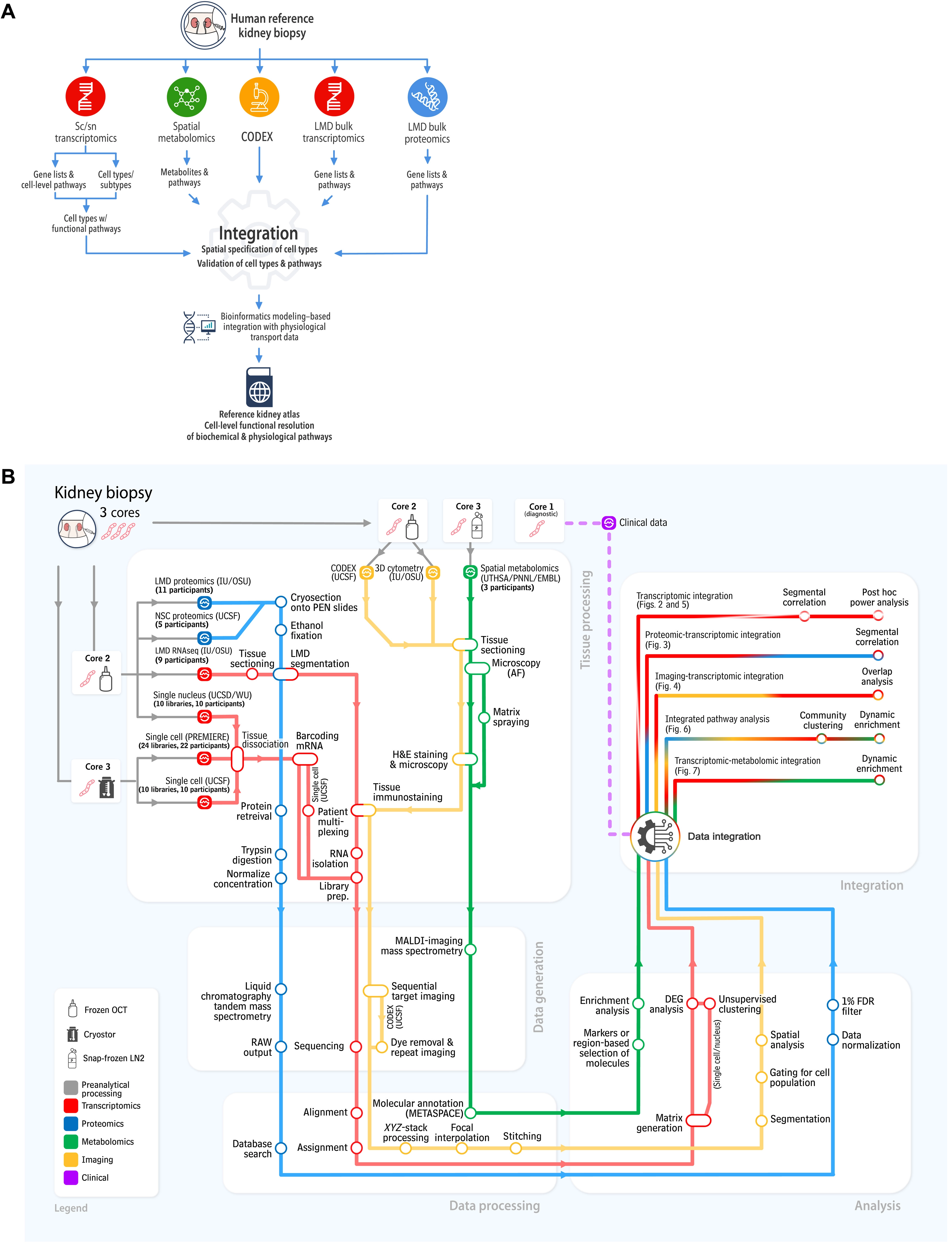 A reference tissue atlas for the human kidney