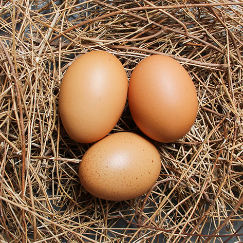 Harmonic Egg Saco - Healing Waves: Our Services