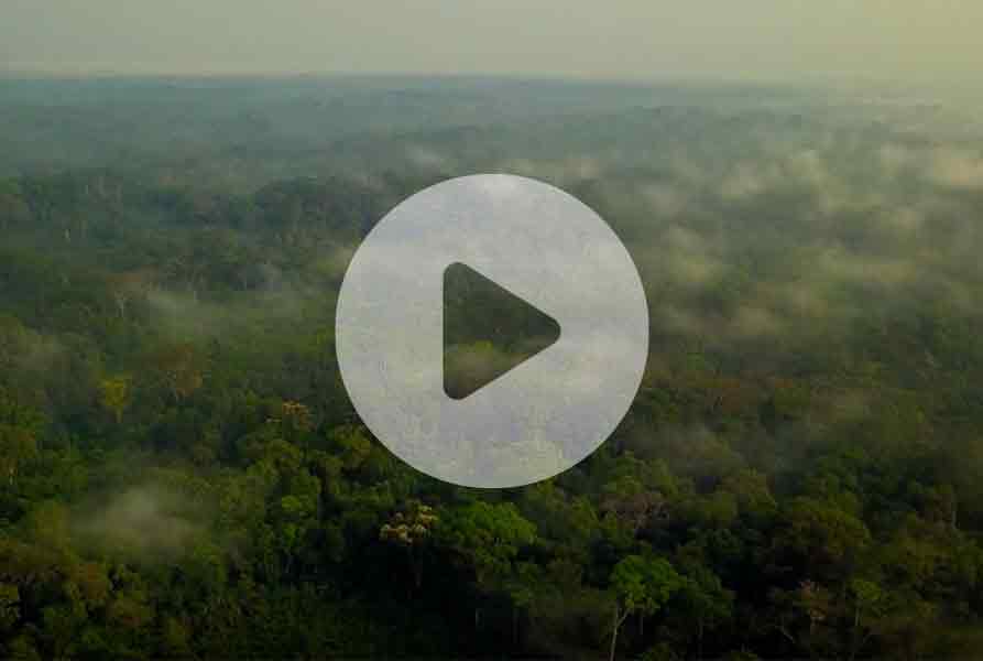 Using DNA to uncover the secrets of Liberia's rainforests - NatureMetrics