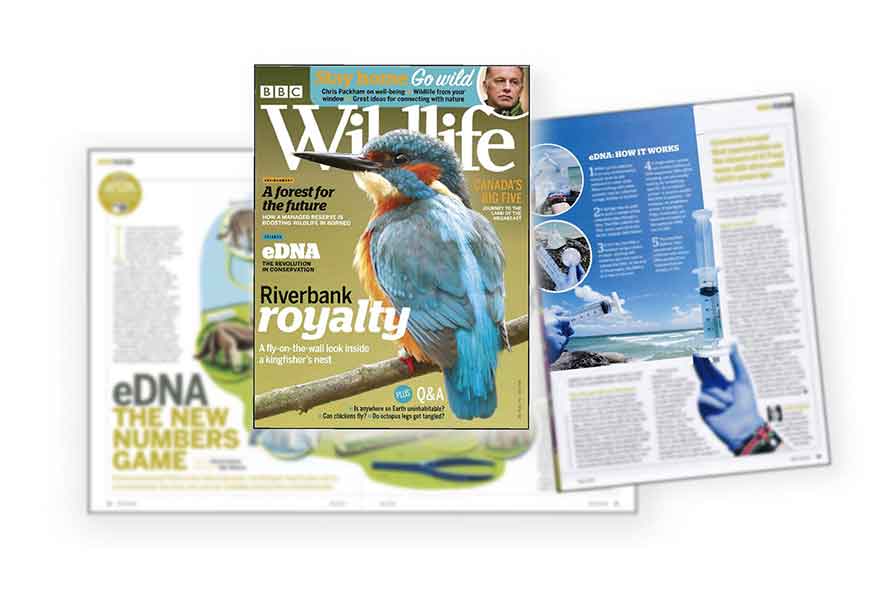 NatureMetrics featured in BBC Wildlife magazine - NatureMetrics