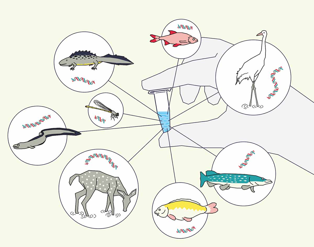 How can environmental DNA methods be useful for understanding 'who ...