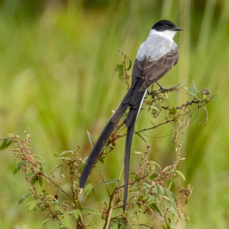 Descubre | Instituto Humboldt