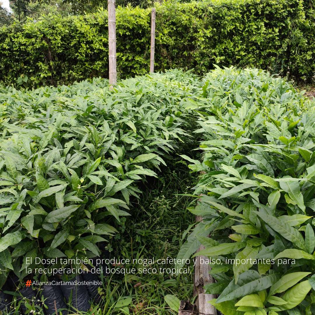 El Dosel: el vivero que le apuesta a la restauración del bosque seco ...