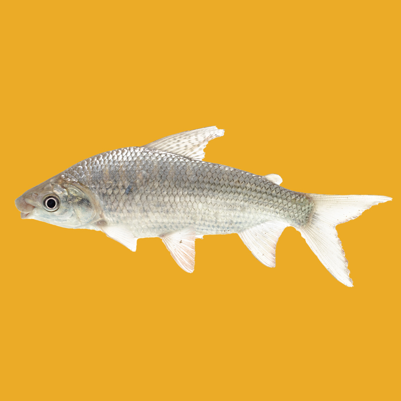 Descubre | Instituto Humboldt