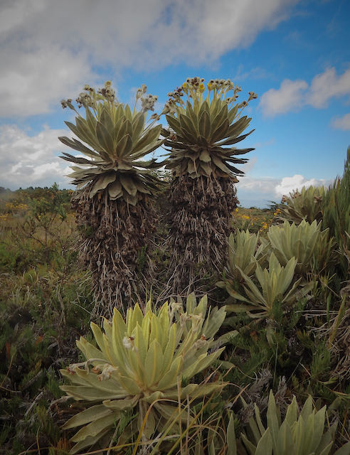Nueva especie de frailejón en Colombia, 92 especies y contando…Jan 06, 2022