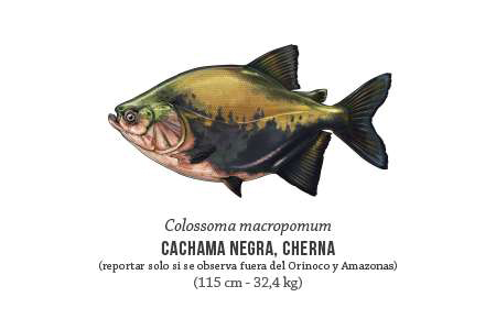 Descargue el afiche de Peces introducidos en ColombiaFeb 01, 2022