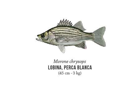 Descargue el afiche de Peces introducidos en ColombiaFeb 01, 2022