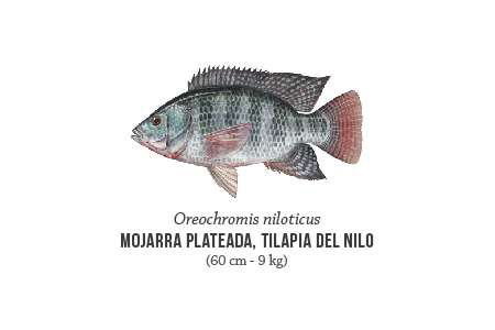 Descargue el afiche de Peces introducidos en ColombiaFeb 01, 2022