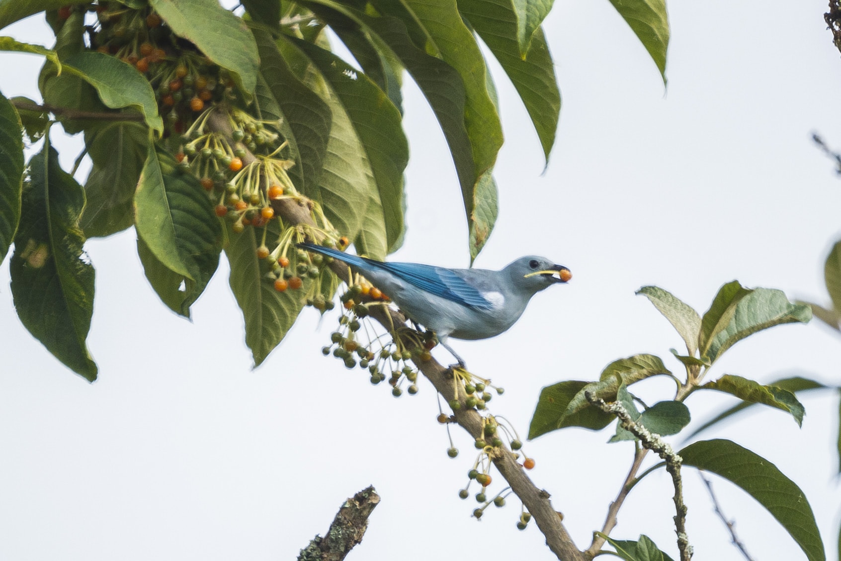 Redes de dispersión: todos ponen, todos comenMar 01, 2019