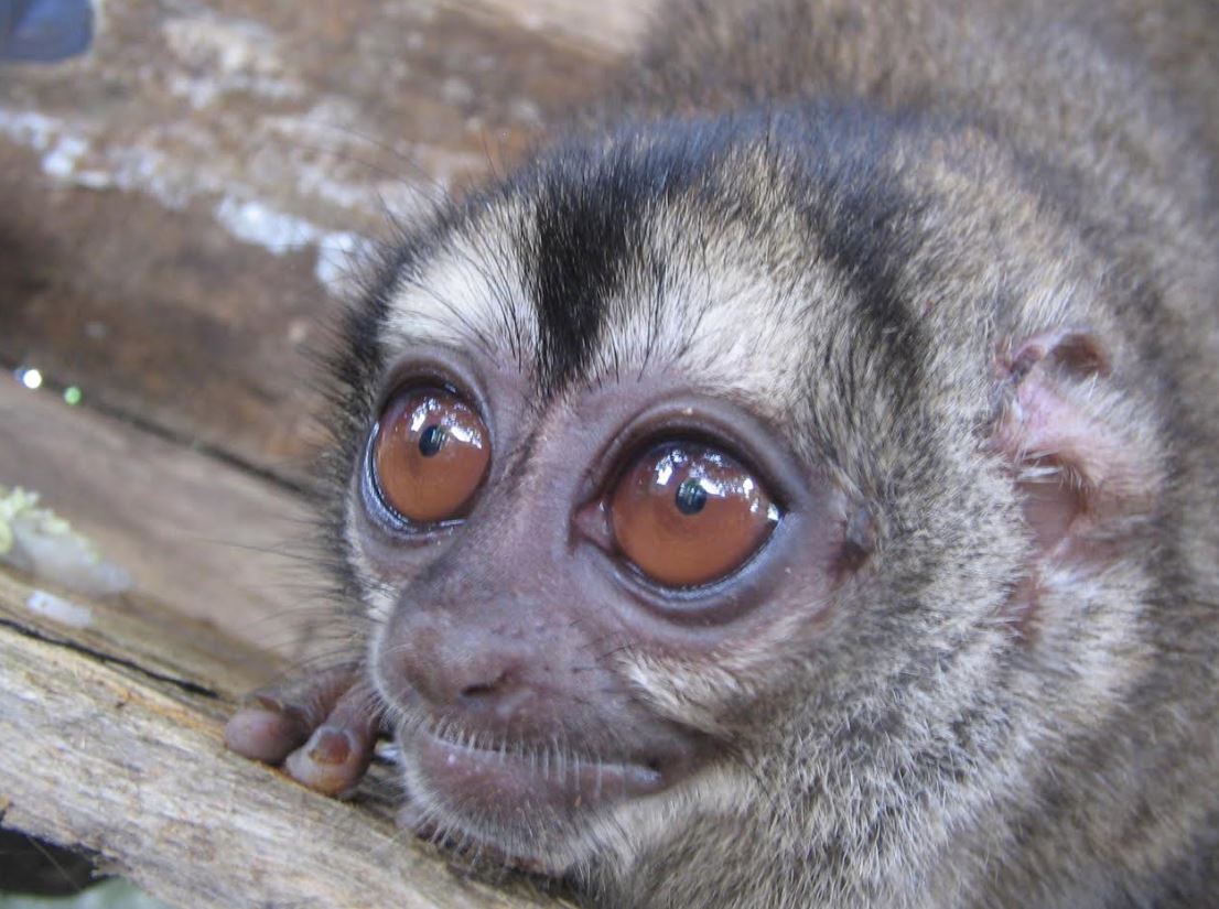 ¿En dónde se encuentran los primates en Colombia?Jul 21, 2020