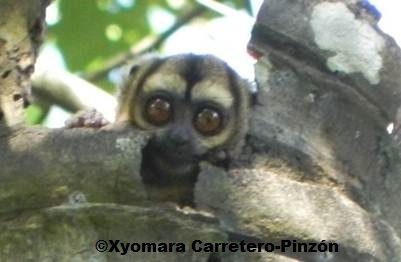 ¿En dónde se encuentran los primates en Colombia?Jul 21, 2020