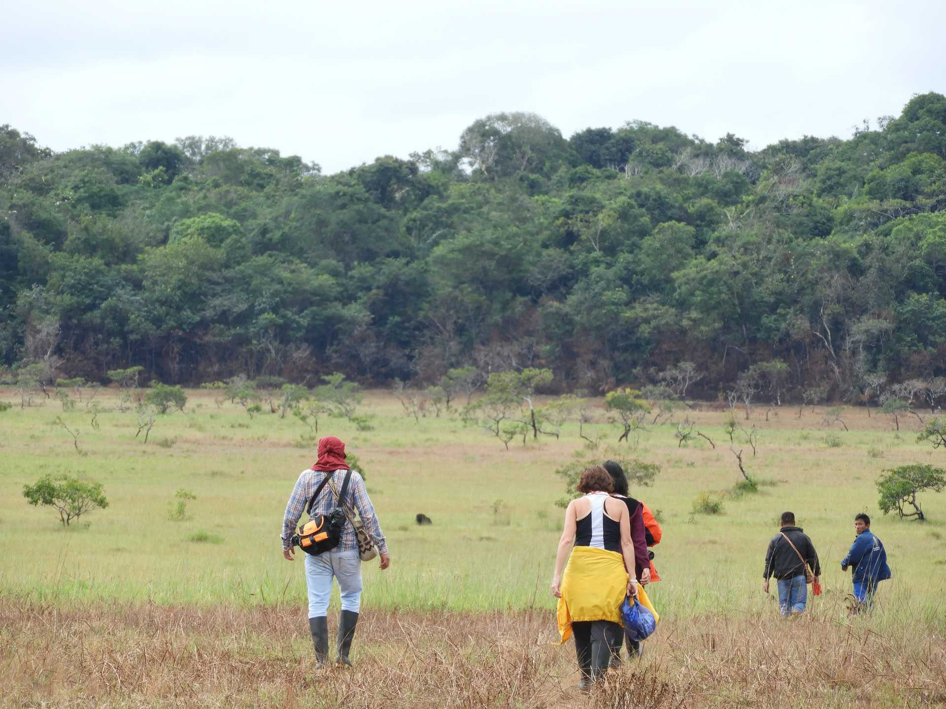 Aliwa: la selva amazónica que emergió en un cráter de hace 30 millones ...