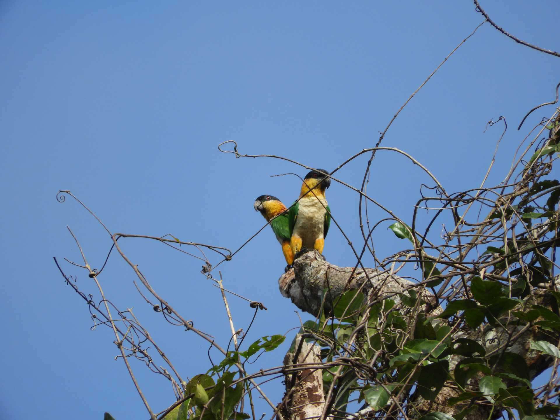 Aliwa: la selva amazónica que emergió en un cráter de hace 30 millones ...