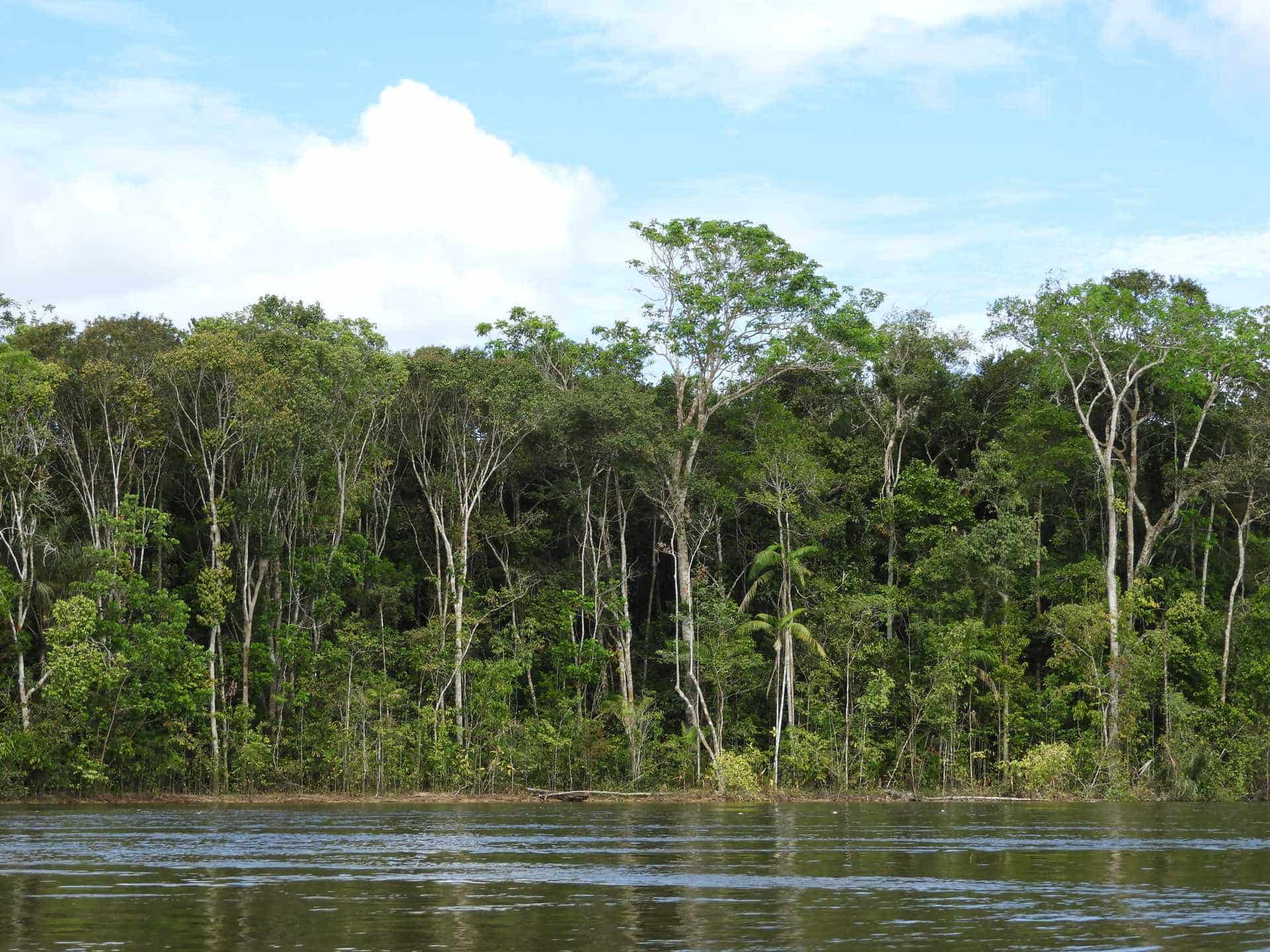 Aliwa: la selva amazónica que emergió en un cráter de hace 30 millones ...