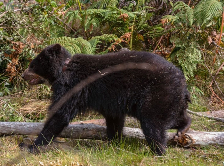 Pensilvania, ciencia detrás del monitoreo de una osa andinaNov 01, 2021