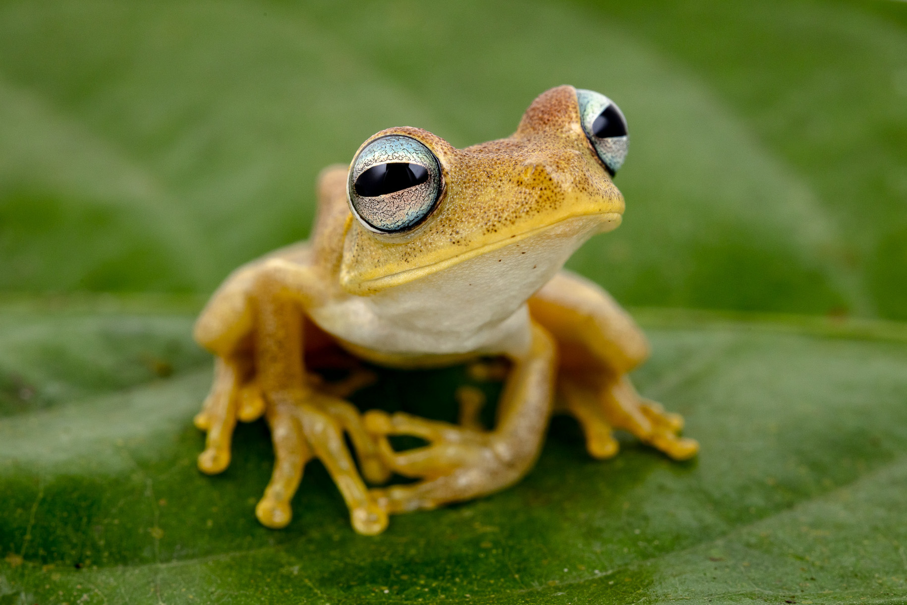 Día Mundial de la RanaMar 21, 2024