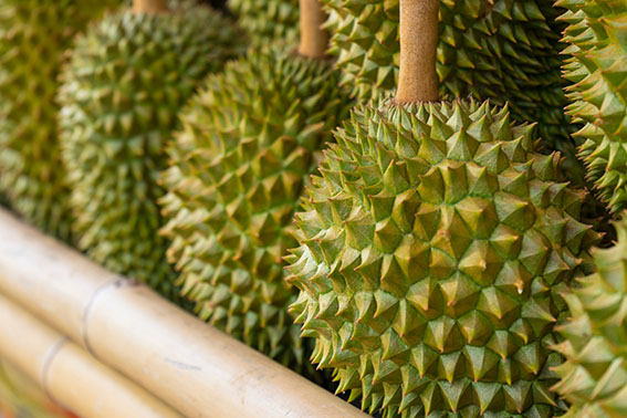 10 Steps to Mastering the Art of Choosing the Perfect Durian