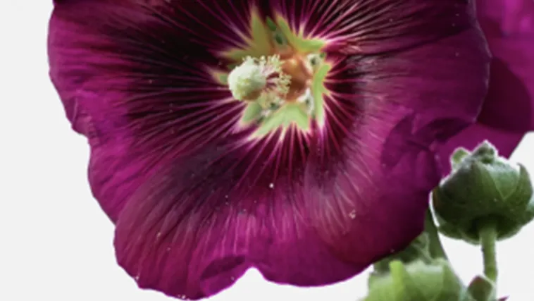 Reflections on the book Clinical Interventions for Internalized ...