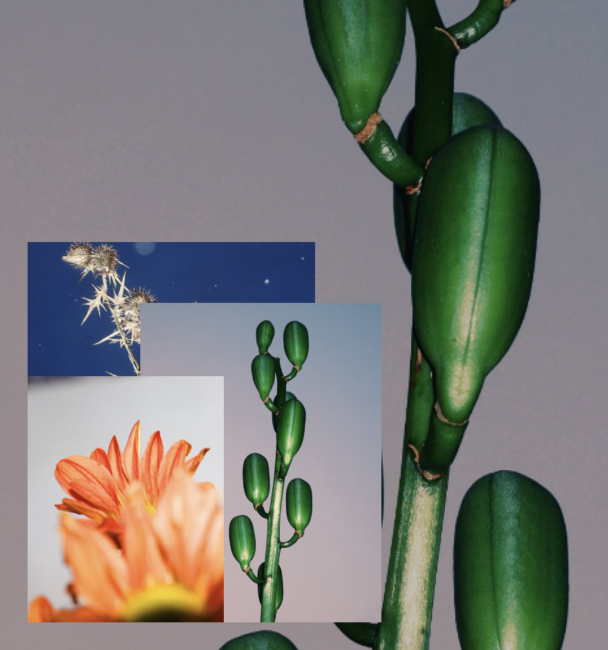 VSCO Features: Photo & Video App for Desktop & Mobile