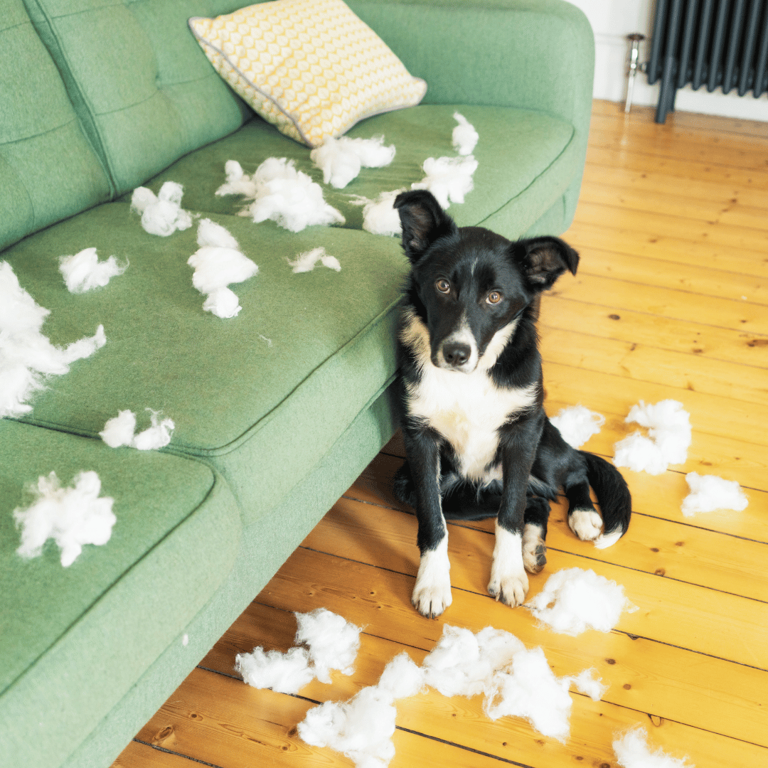 Understanding and Managing Anxiety and Stress in Pets: A Comprehensive ...