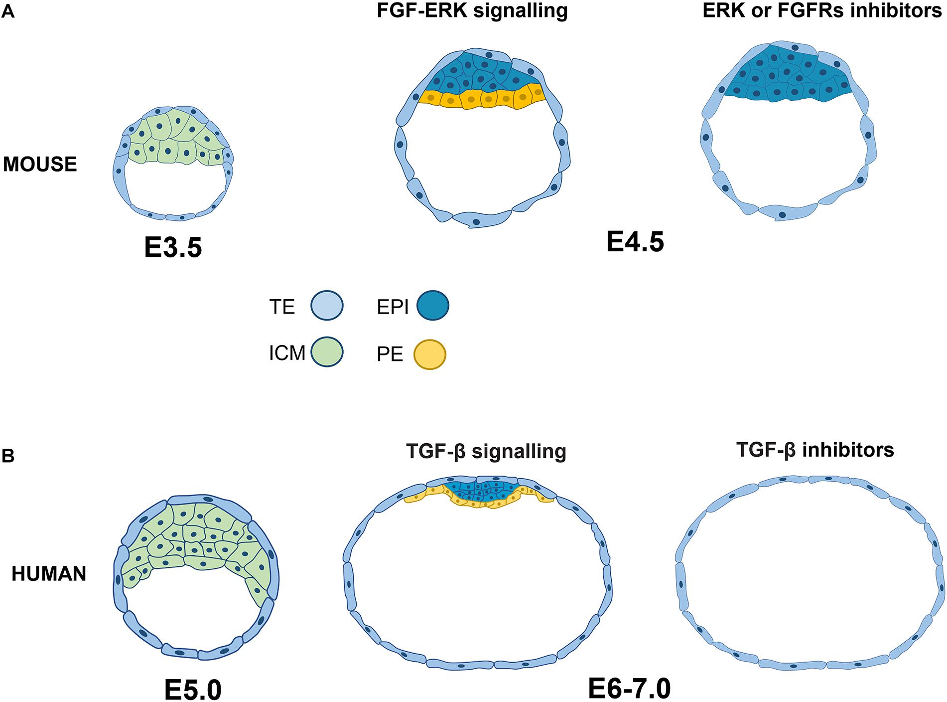 Unraveling the Techniques: How are Embryonic Stem Cells Harvested?