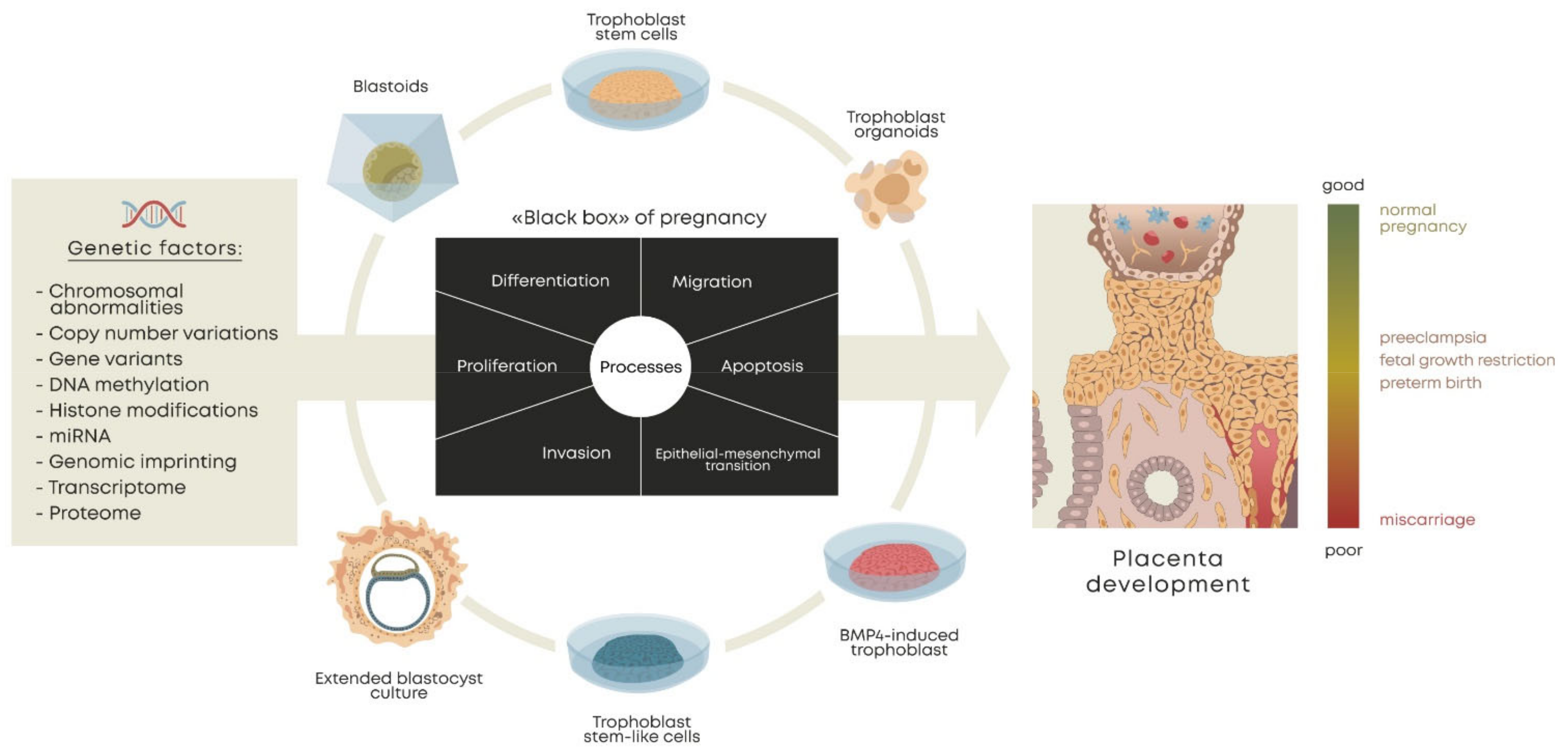 Unraveling the Techniques: How are Embryonic Stem Cells Harvested?