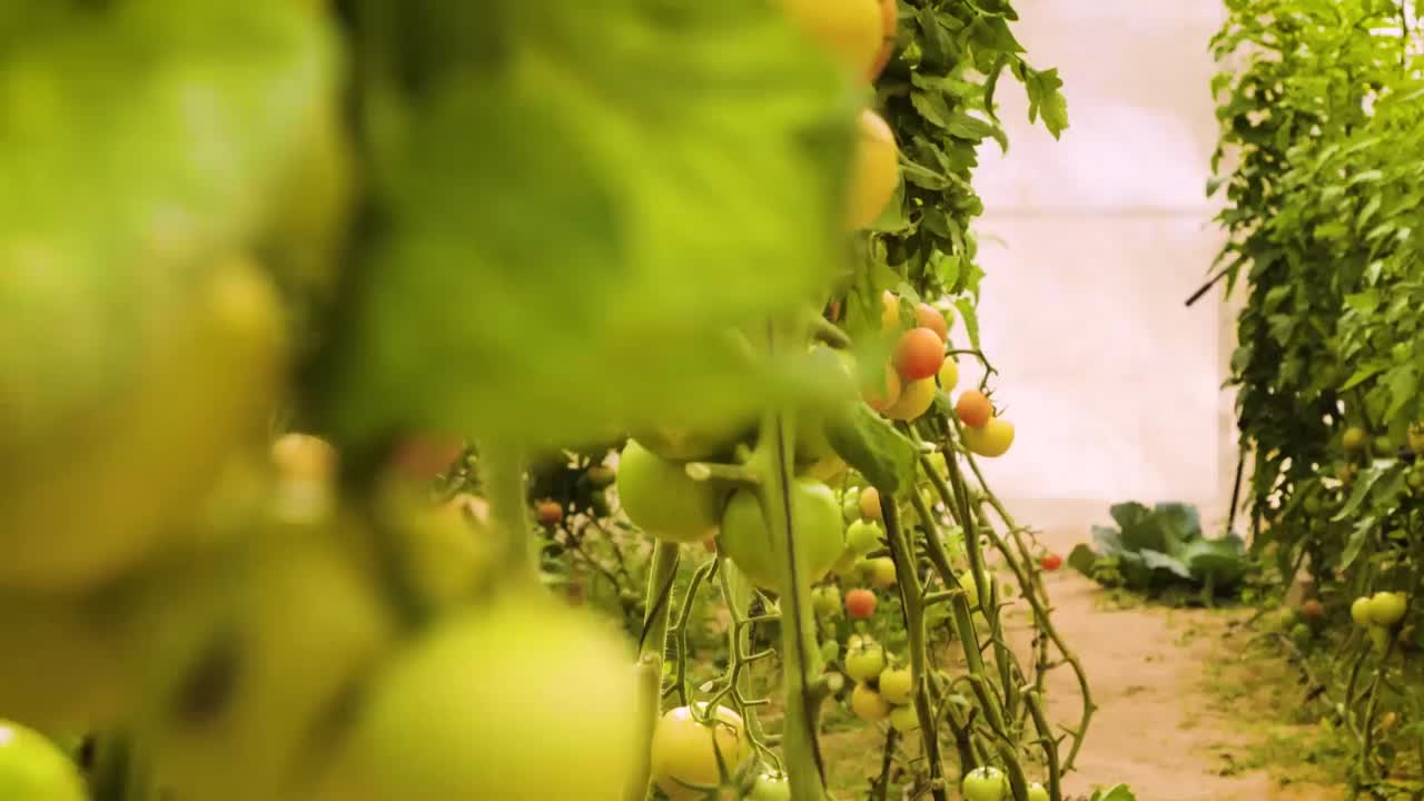 About Silal - Contributer to UAE's food security agenda