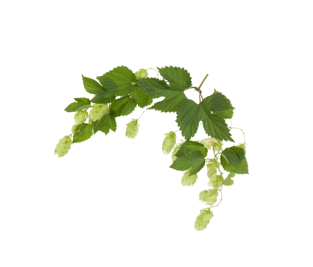 Die Landbrauerei | Das Pyraser Bier - gebraut nach dem Reinheitsgebot!