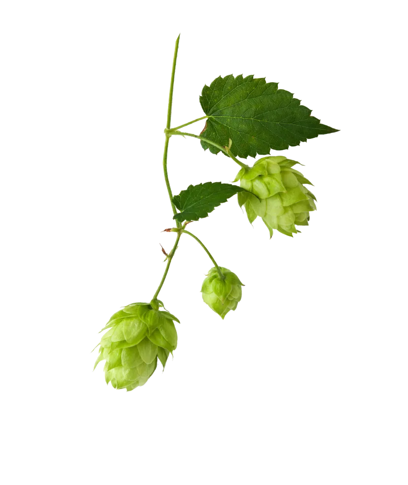 Über uns | Die Pyraser Crew - so viele fleißige Hände packen mit an!