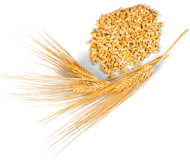 Pyraser Biere | Entdecke unser Biersortiment auf der Pyraser Landbrauerei