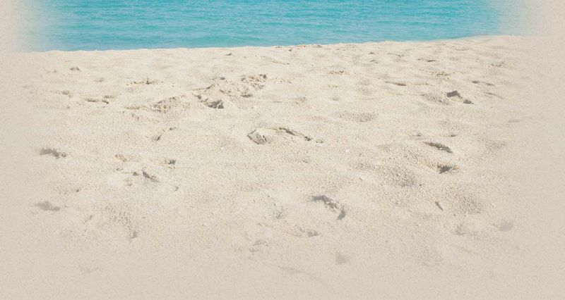 Sea Shell Shop | Home