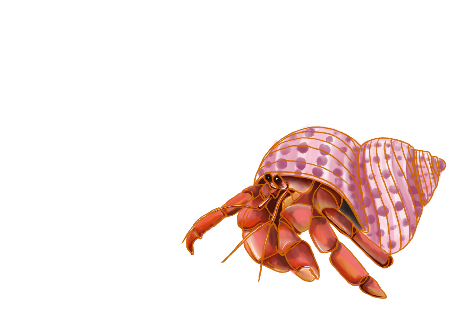 Hermit Crabs - Sea Shell Shop - Rehoboth Beach DE