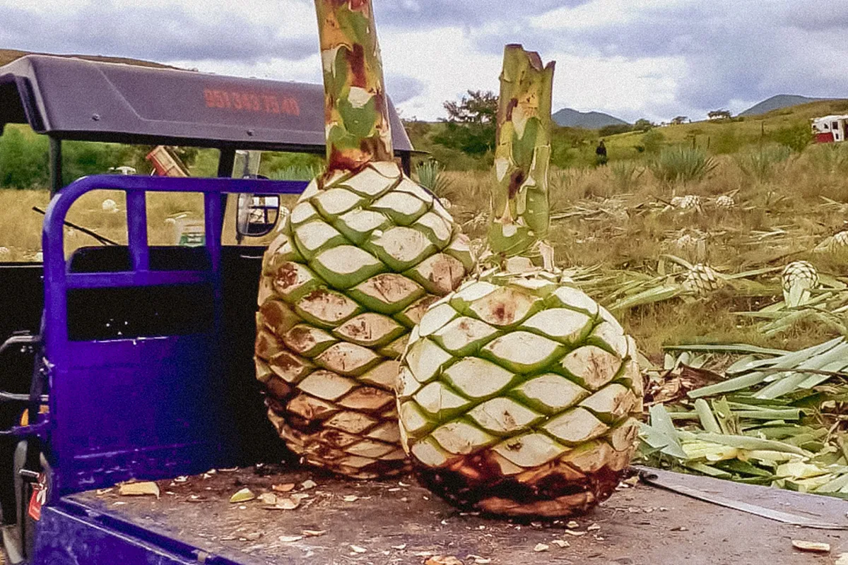 The Mezcal – 100% Agave. Real fruit. Distilled together. | Yotobi Mezcal